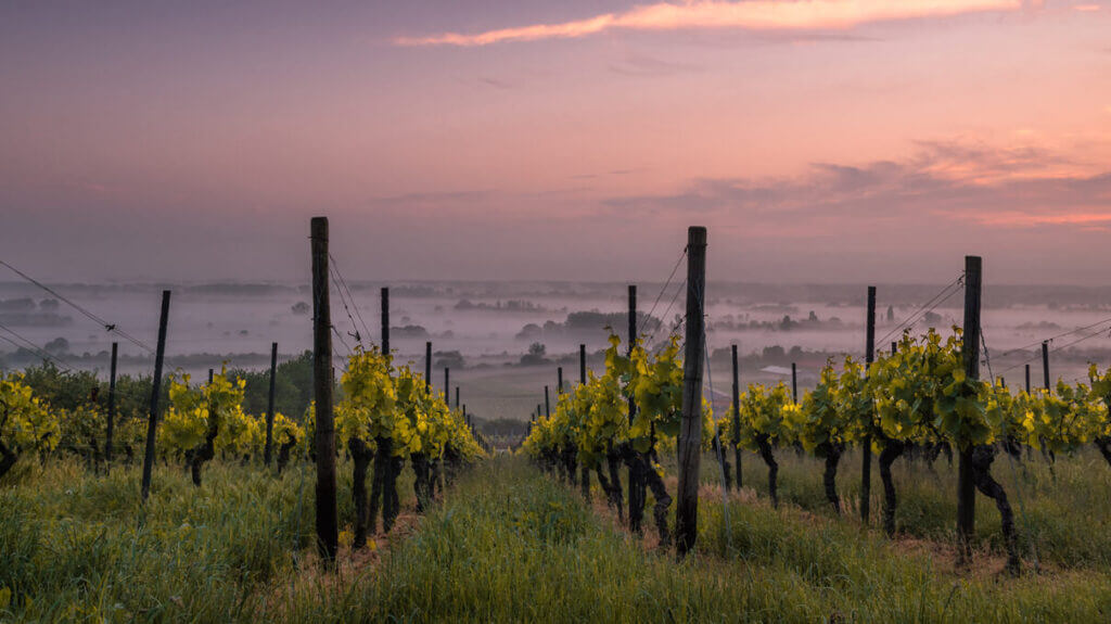 Case Study: Prime Insights - Cint™ | The World’s Largest Research Marketplace